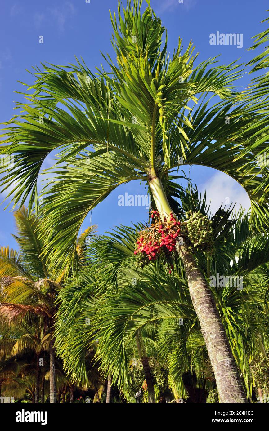 Palm tree with bunch of berries in the tropical forest, Mauritius ...