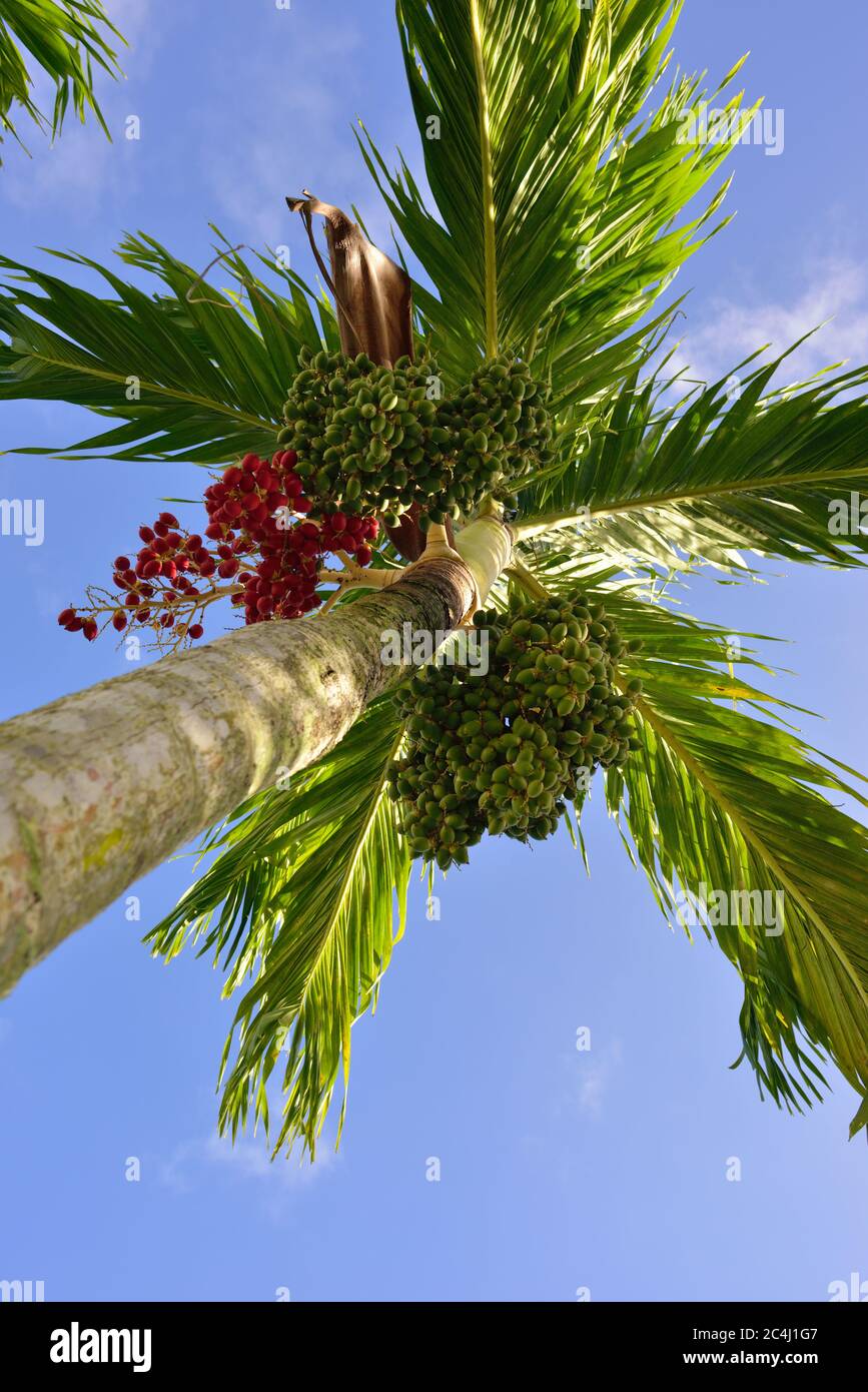 Palm tree with bunch of berries in the tropical forest, Mauritius ...