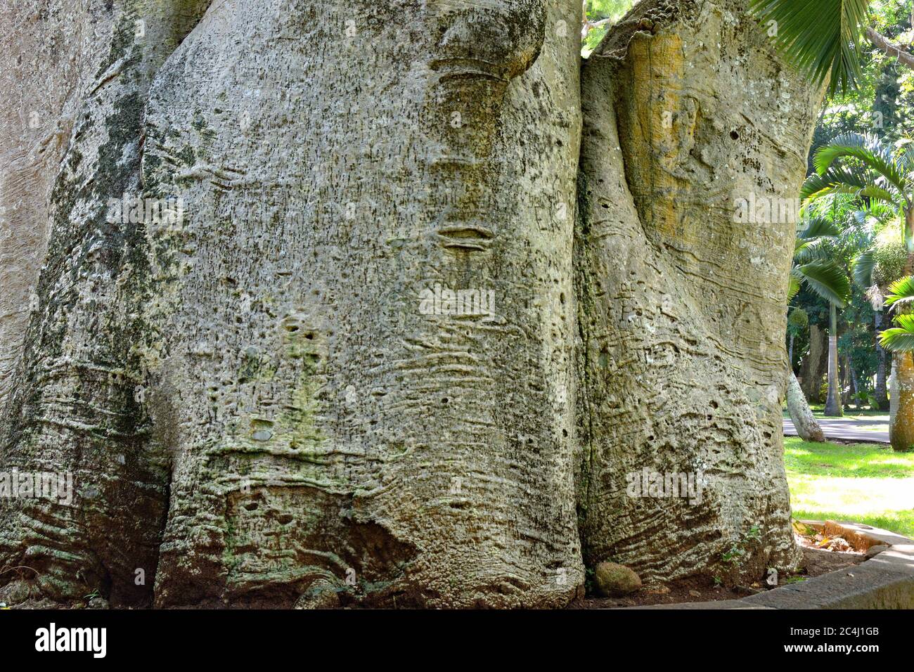 Trunk of baobab tree, Mauritius island , Africa Stock Photo - Alamy
