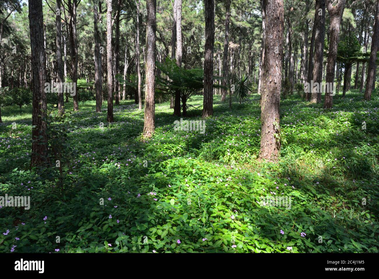 Tropical forest on sunny day at Mauritius island, Africa Stock Photo ...