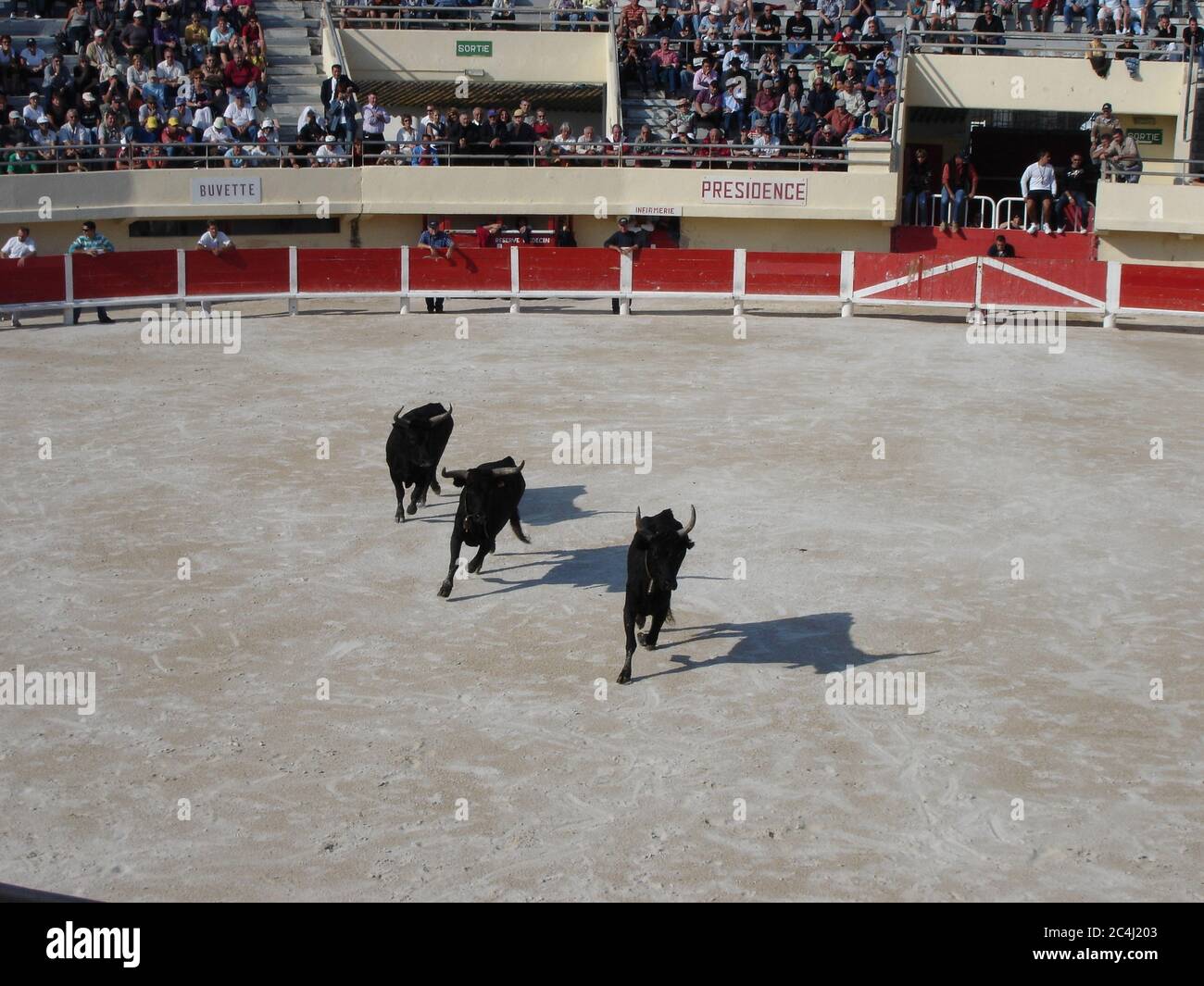 Three big black Cararguaise bulls enter the arena to "take a bow" after ...