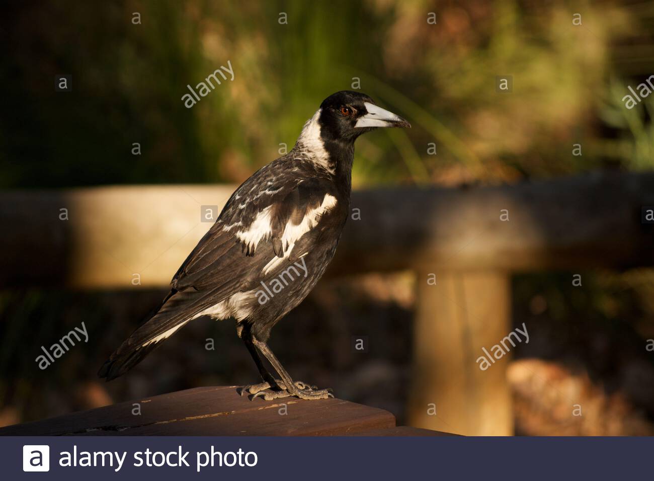 Juvenile Australian Magpie High Resolution Stock Photography and Images ...