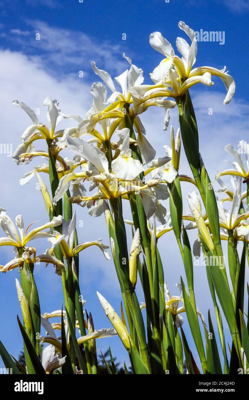 Spuria irises hi-res stock photography and images - Alamy