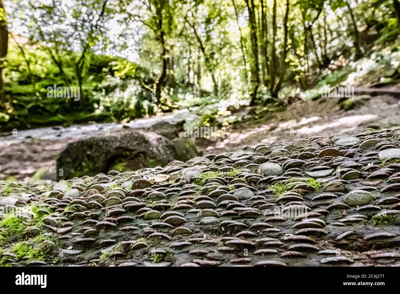 Famous 'Money Tree' seen deep in a forest. Coins of various ages can be ...