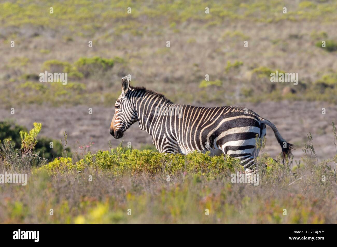 Cape Mountain Zebra (Equus zebra zebra) in fynbos, Bontebok National ...