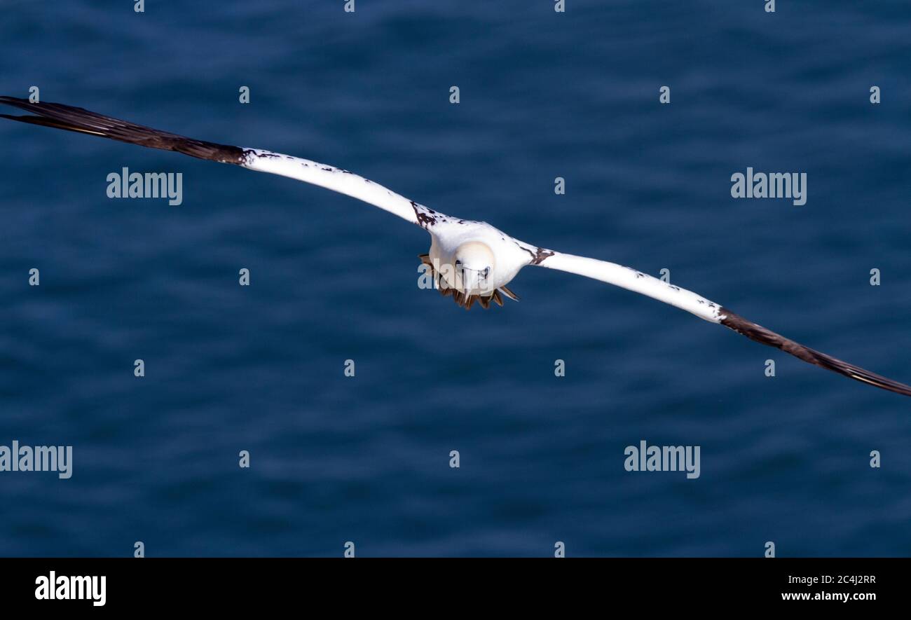 Largest british seabird hi-res stock photography and images - Alamy