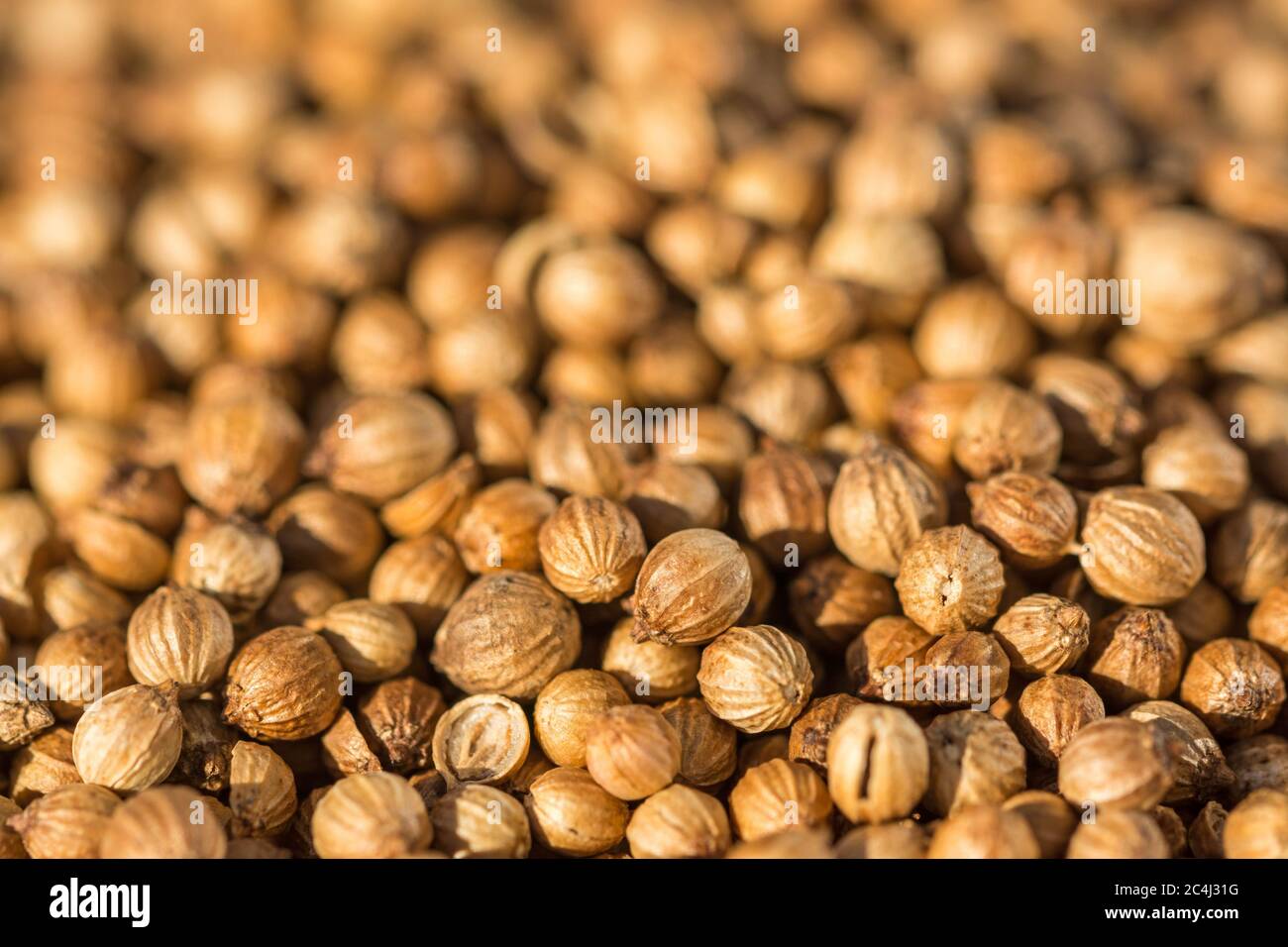 Coriander seeds hi-res stock photography and images - Alamy