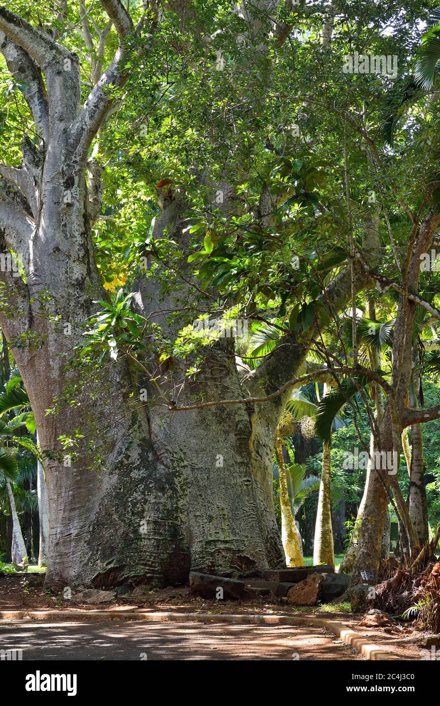 Trunk of baobab tree, Mauritius island , Africa Stock Photo - Alamy