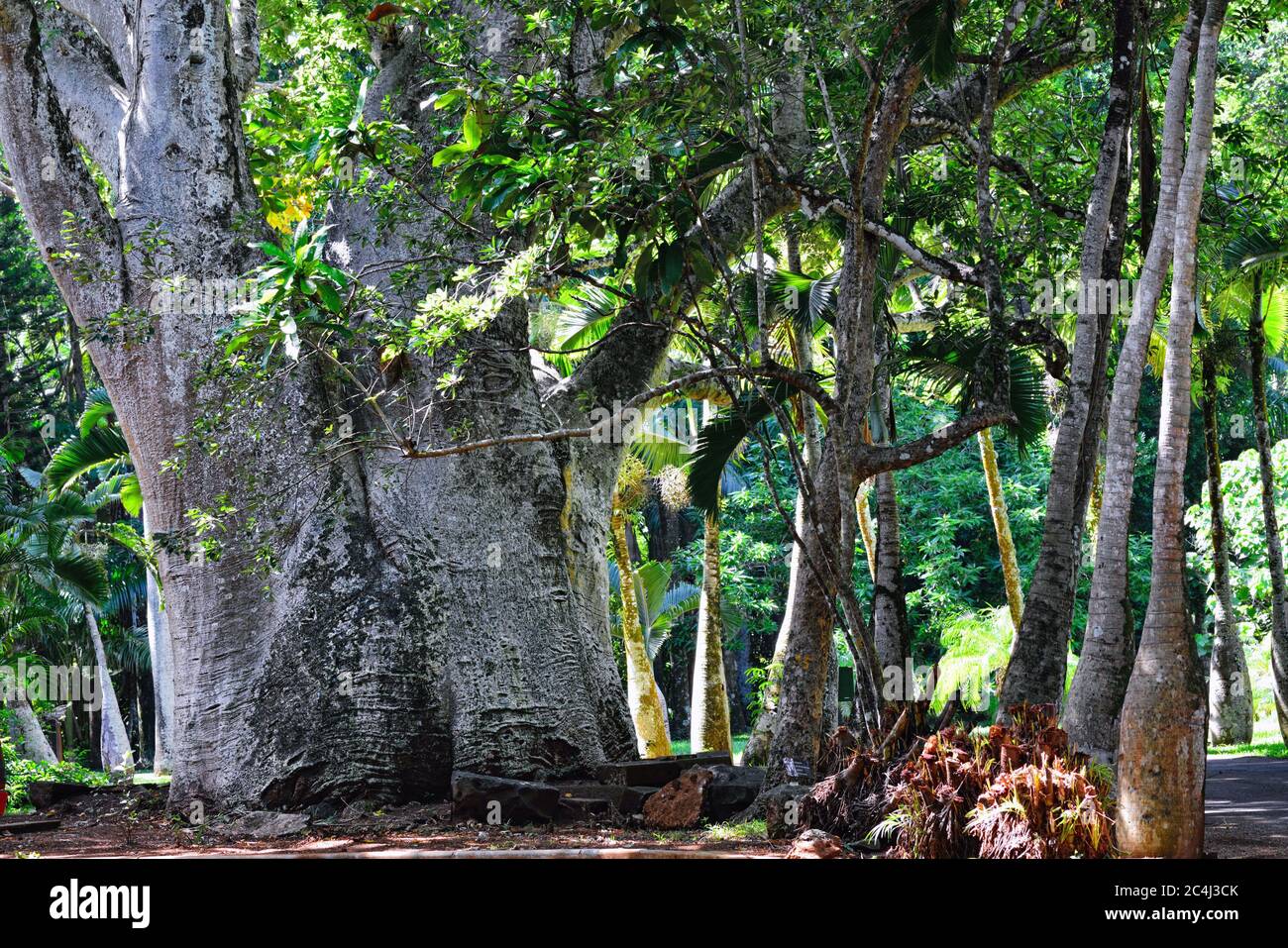 Trunk of baobab tree, Mauritius island , Africa Stock Photo - Alamy
