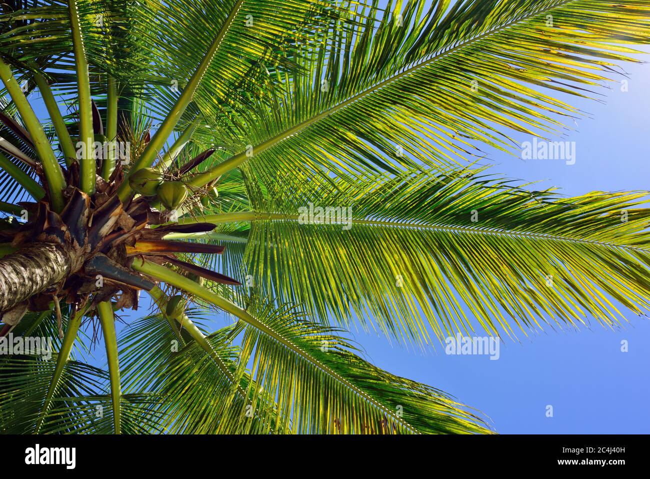 Palm tree in mauritius hi-res stock photography and images - Alamy