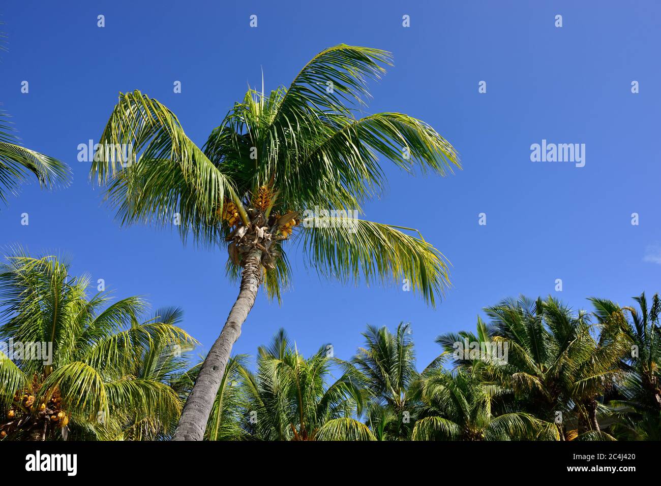 Coconut palm trees wood at Mauritius island Stock Photo - Alamy