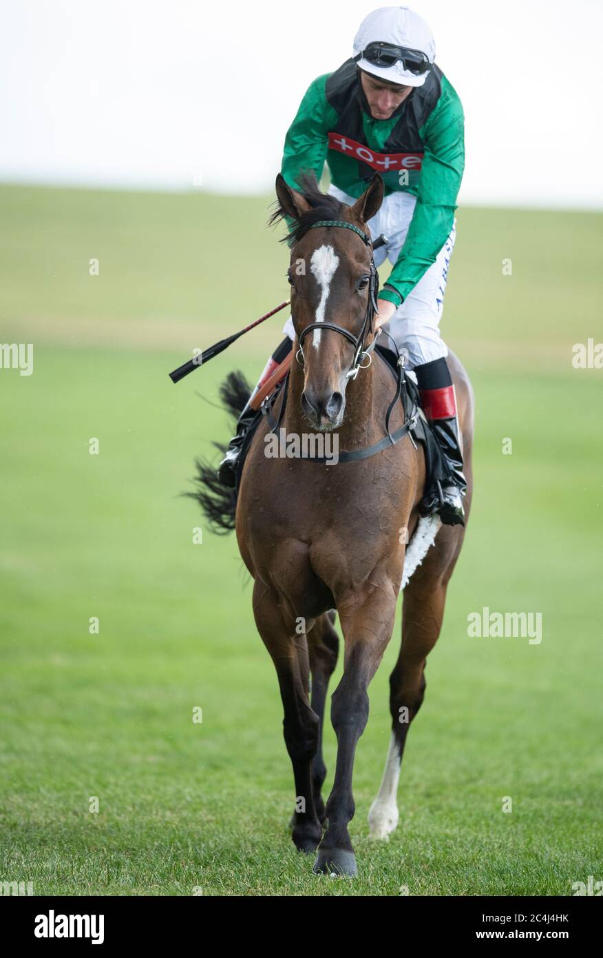 Limato horse hi-res stock photography and images - Alamy