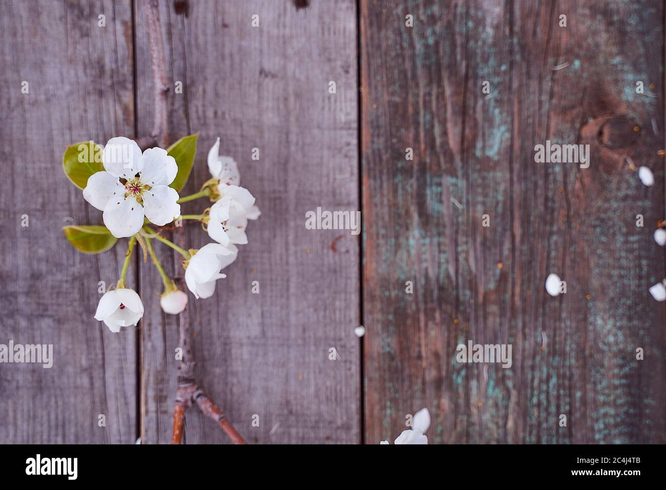 Beautiful white flowering branches of apple lie on a wooden table. Top ...