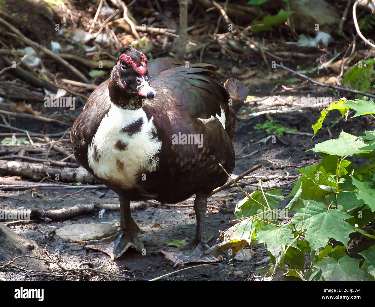 Male musk duck hi-res stock photography and images - Alamy