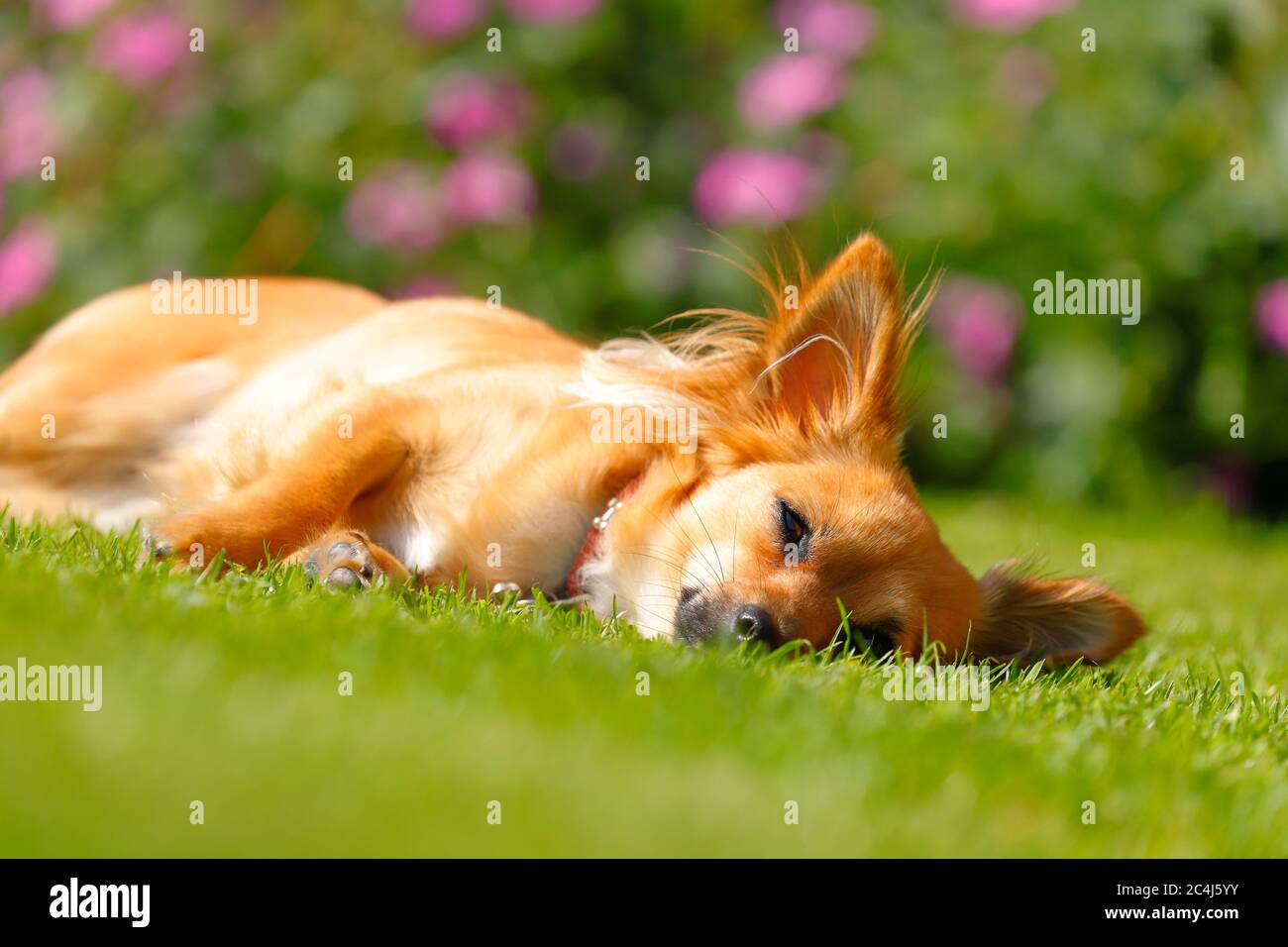 Chihuahua terrier laying down hi-res stock photography and images - Alamy