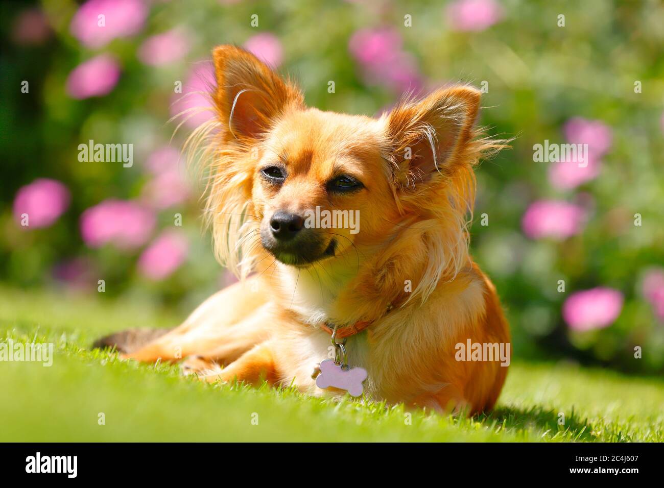 Chihuahua Laying Down High Resolution Stock Photography and Images - Alamy
