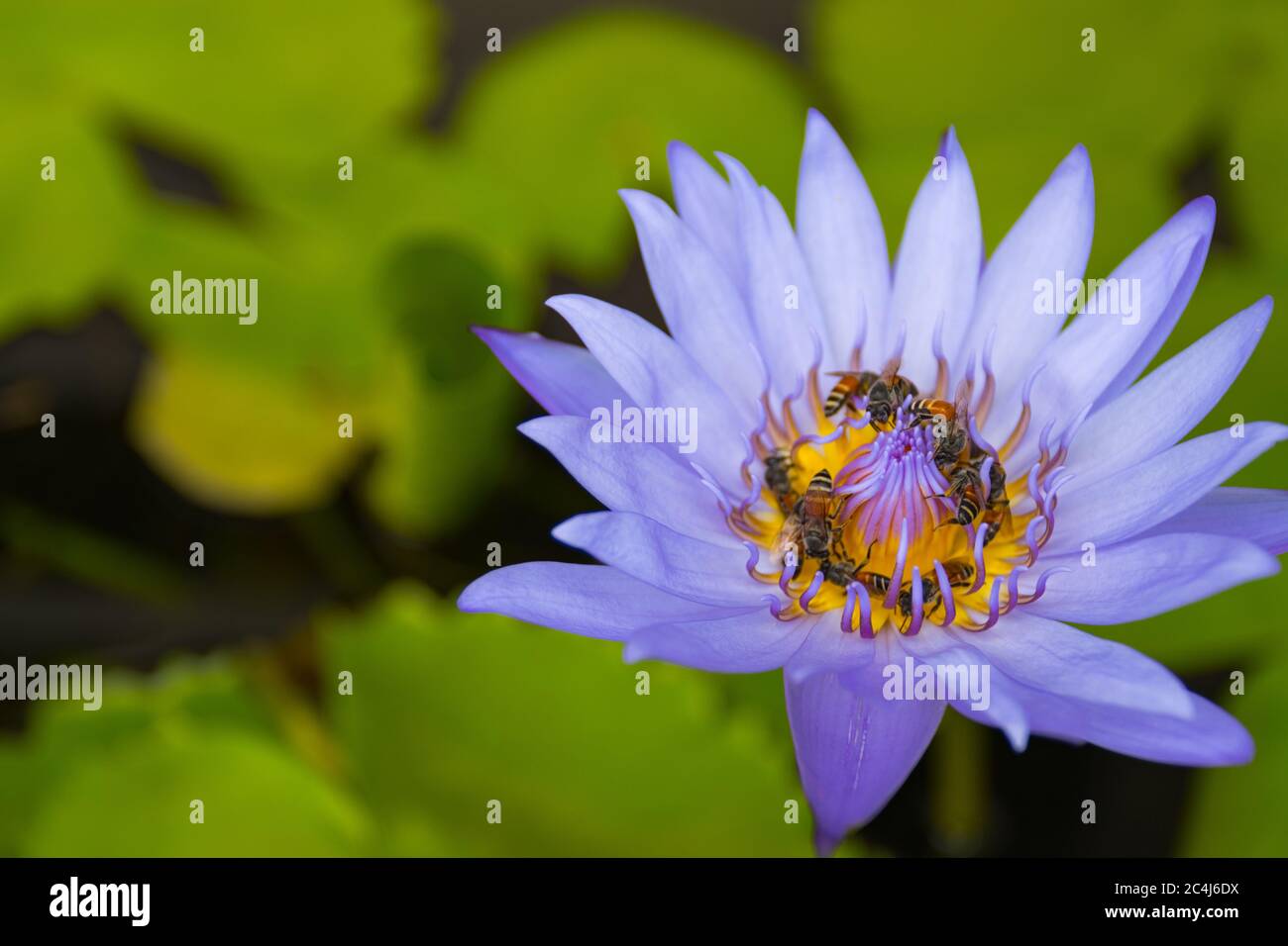 close up purple lotus flower has pollen particles from the middle of ...
