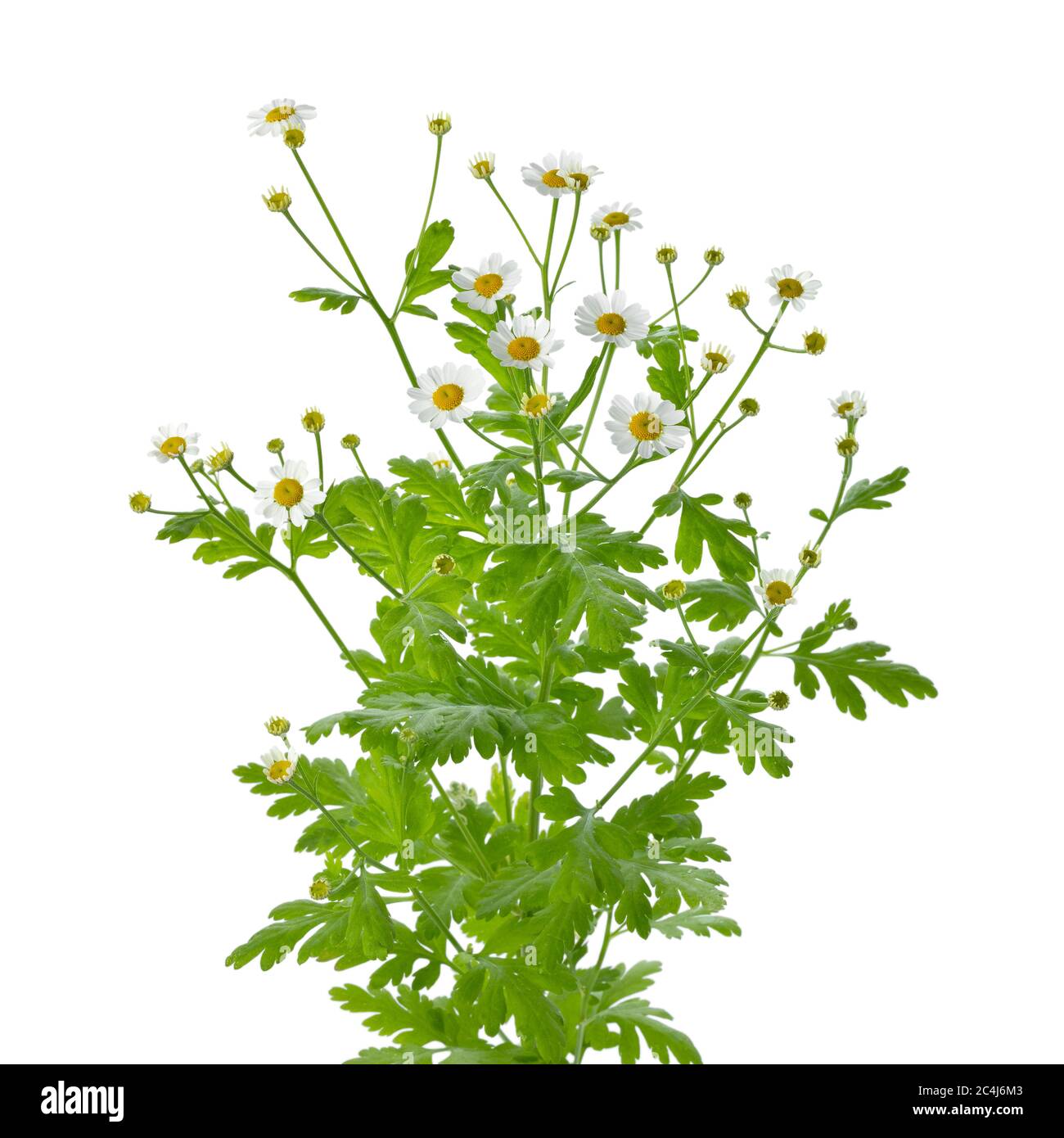 Feverfew flower tanacetum parthenium hi-res stock photography and ...