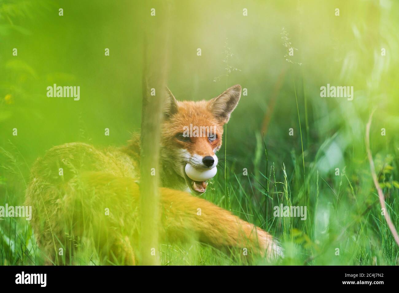 A fox has an egg in his mouth Stock Photo - Alamy