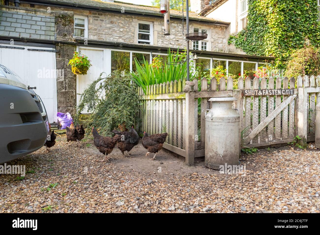 Chickens at gate hi-res stock photography and images - Alamy