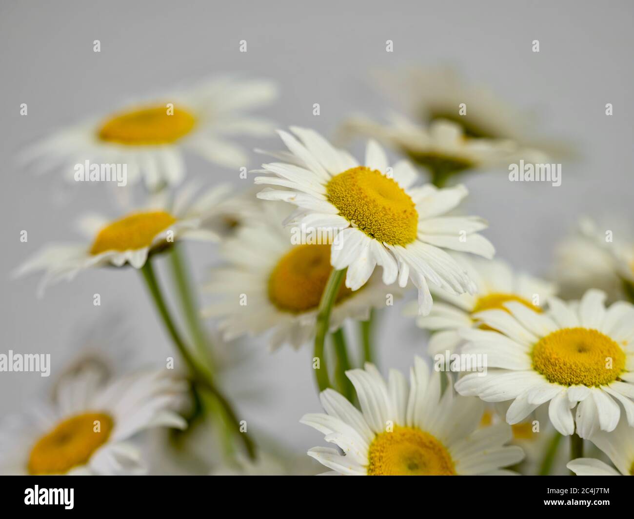 Fresh cut daisy wildflowers up close in a macro photography shot ...
