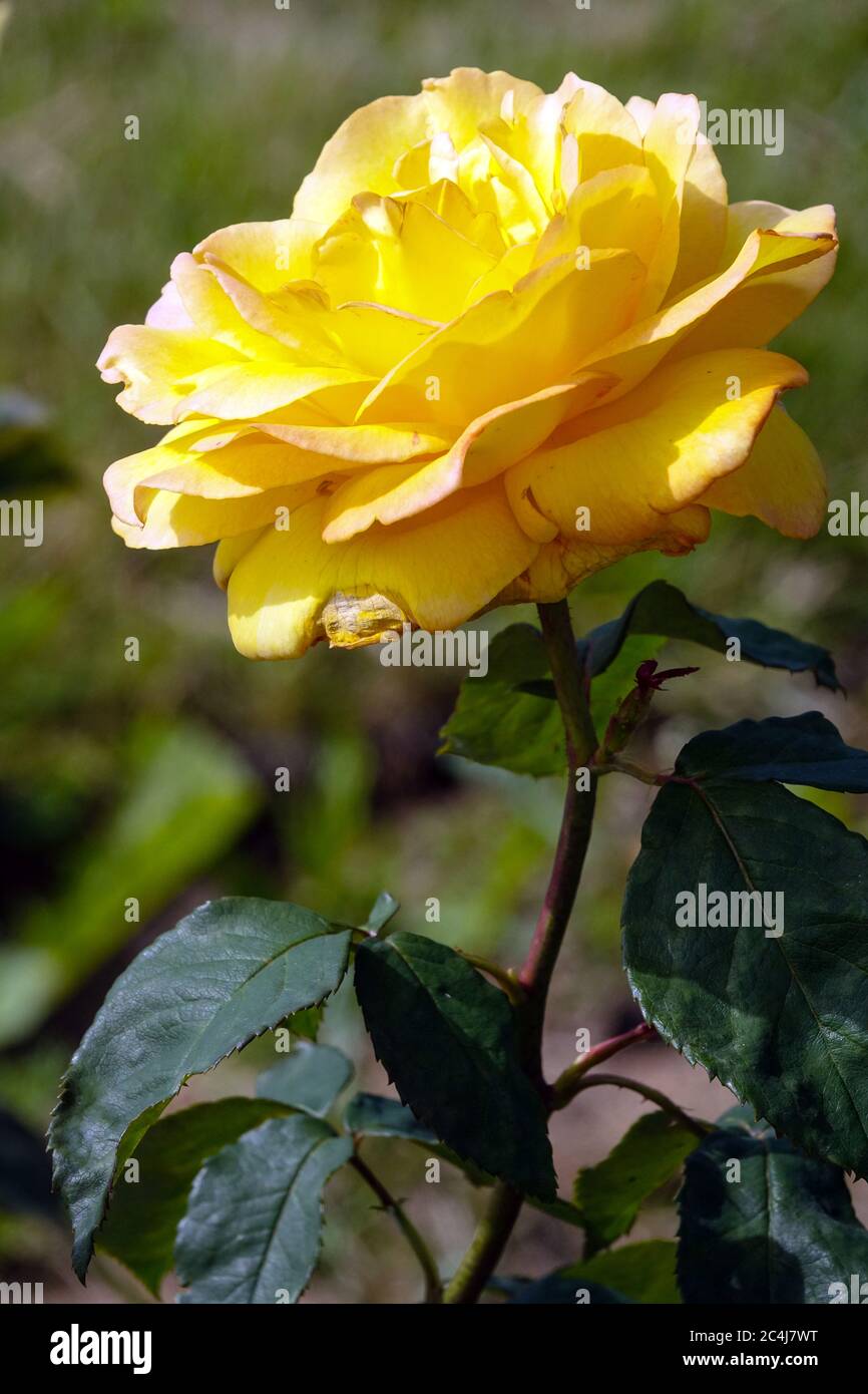 Yellow Rose Rosa Sole Mio Stock Photo - Alamy