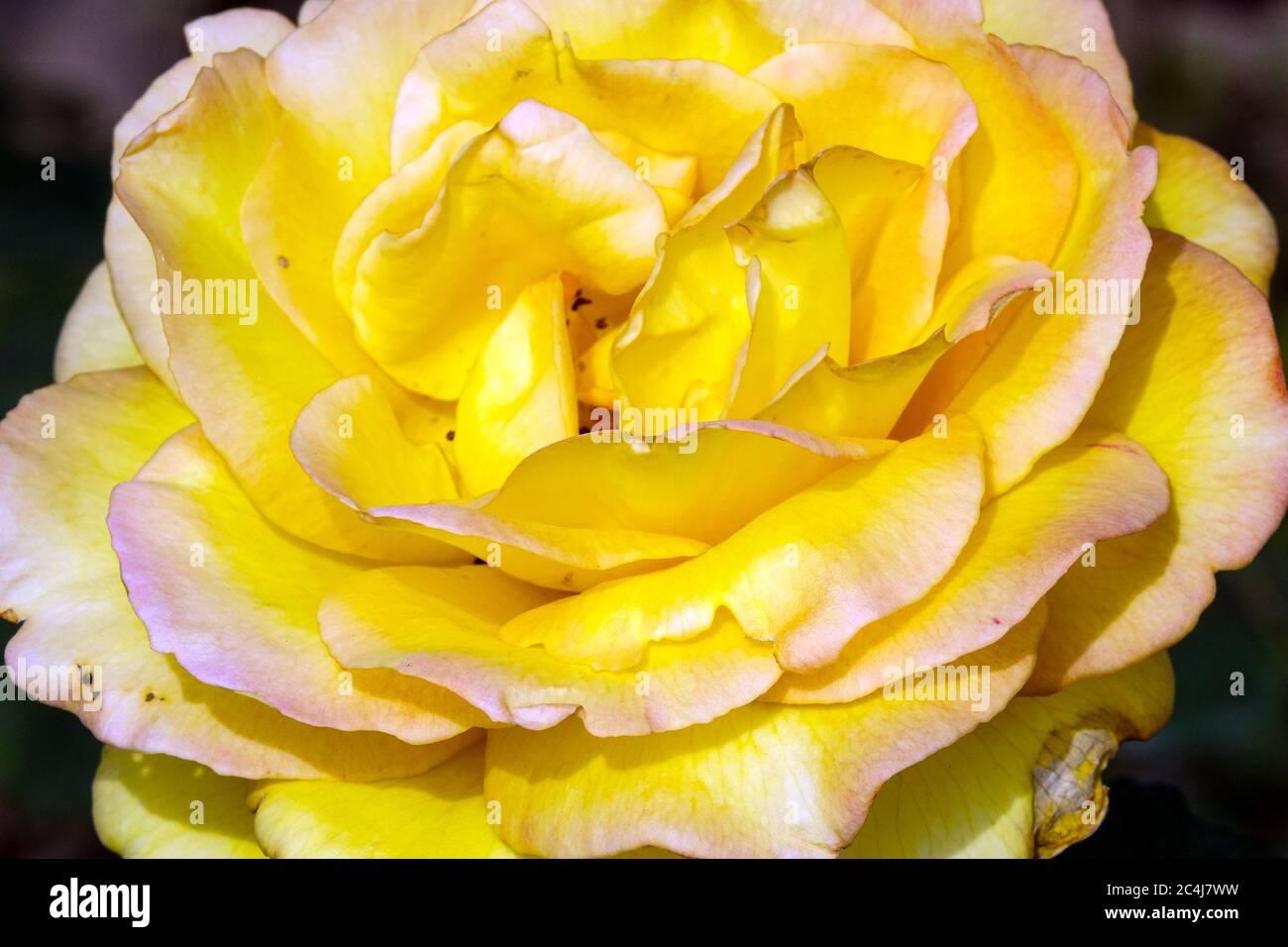 Yellow Rose Rosa Sole Mio Stock Photo - Alamy