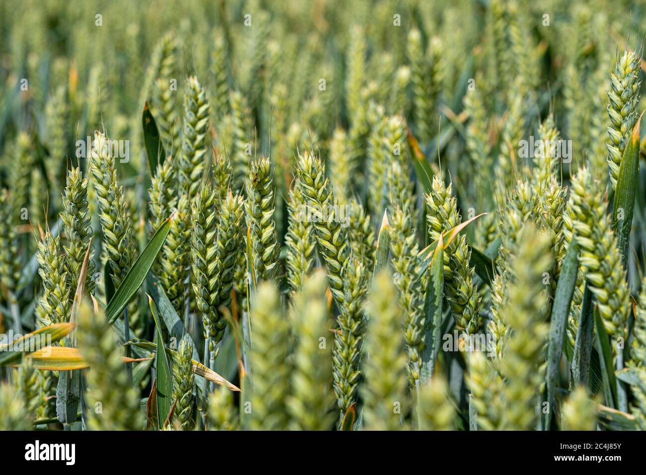 Grain growing in south east fields in summer sun shine close up showing ...