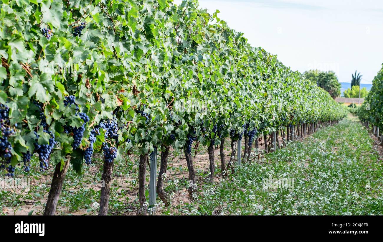 Beautiful cultivated vines on the spanish vineyards Stock Photo - Alamy