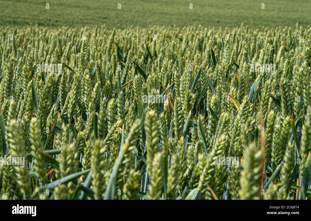 Grain growing in south east fields in summer sun shine close up showing ...