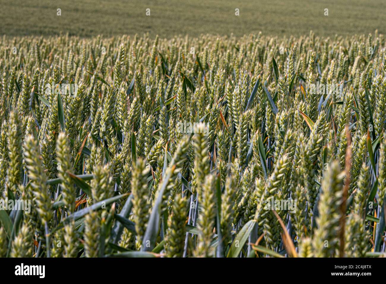 Grain growing in south east fields in summer sun shine close up showing ...