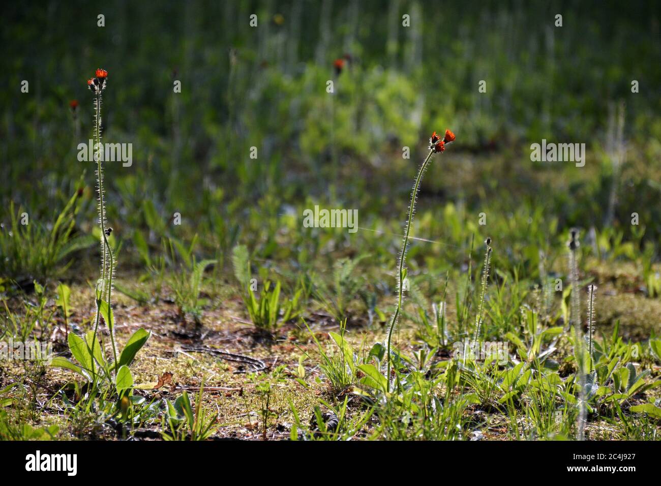 Backlit green early summer foliage Stock Photo - Alamy