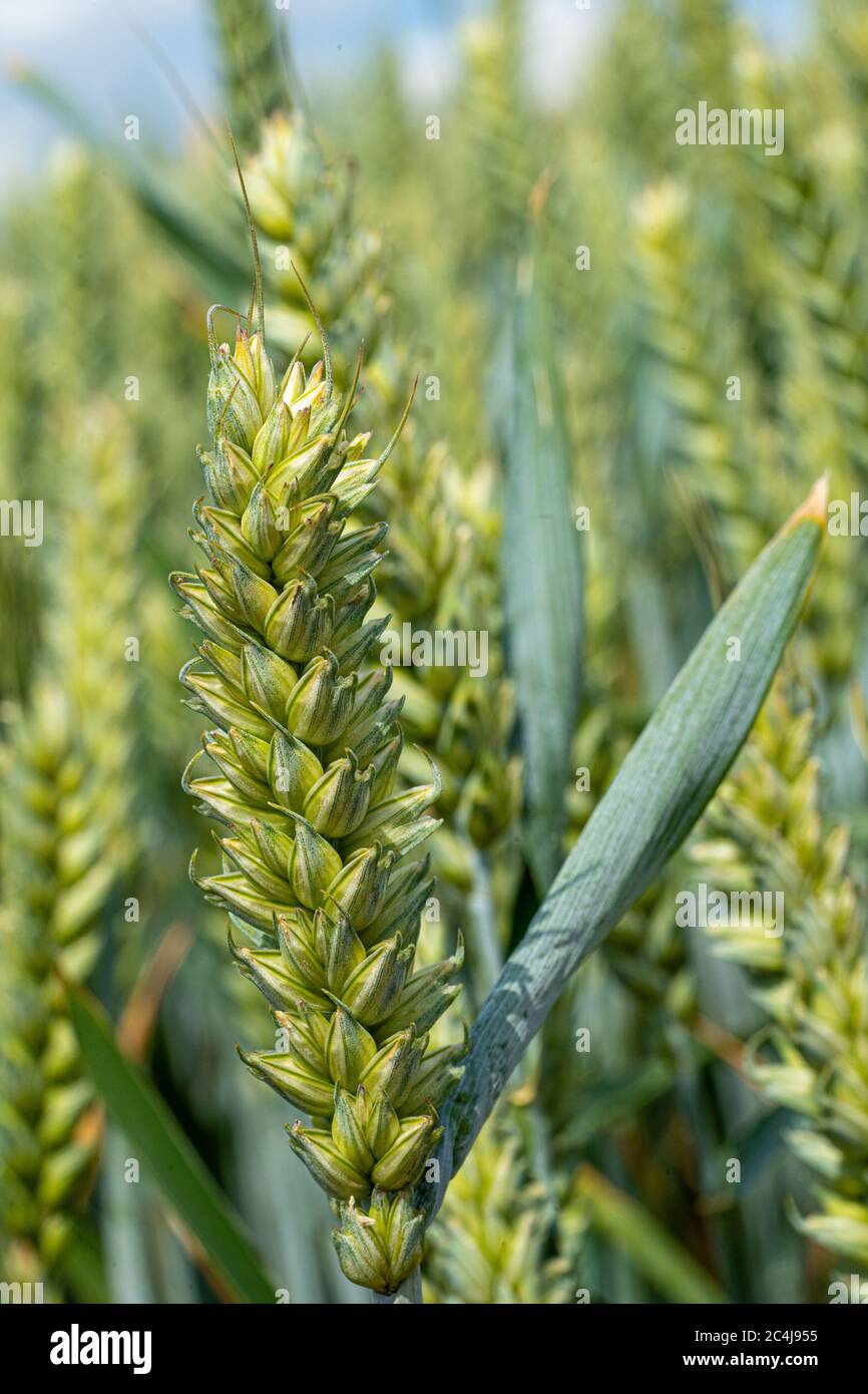 Grain growing in south east fields in summer sun shine close up showing ...