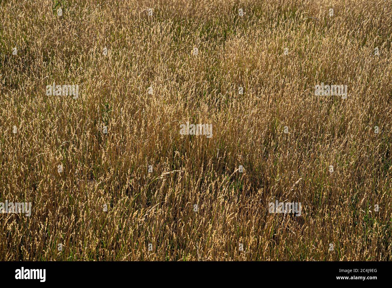 Wild Grass Texture Texture JPEG Grass Wild Green