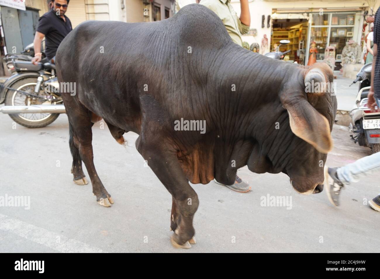 A black bull walking down the street with people in background in a ...