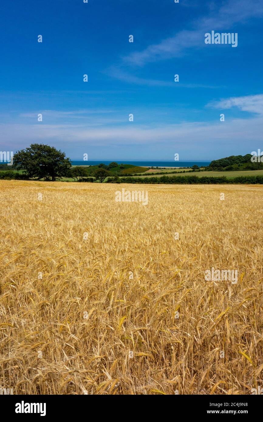 Golden norfolk barley field hi-res stock photography and images - Alamy