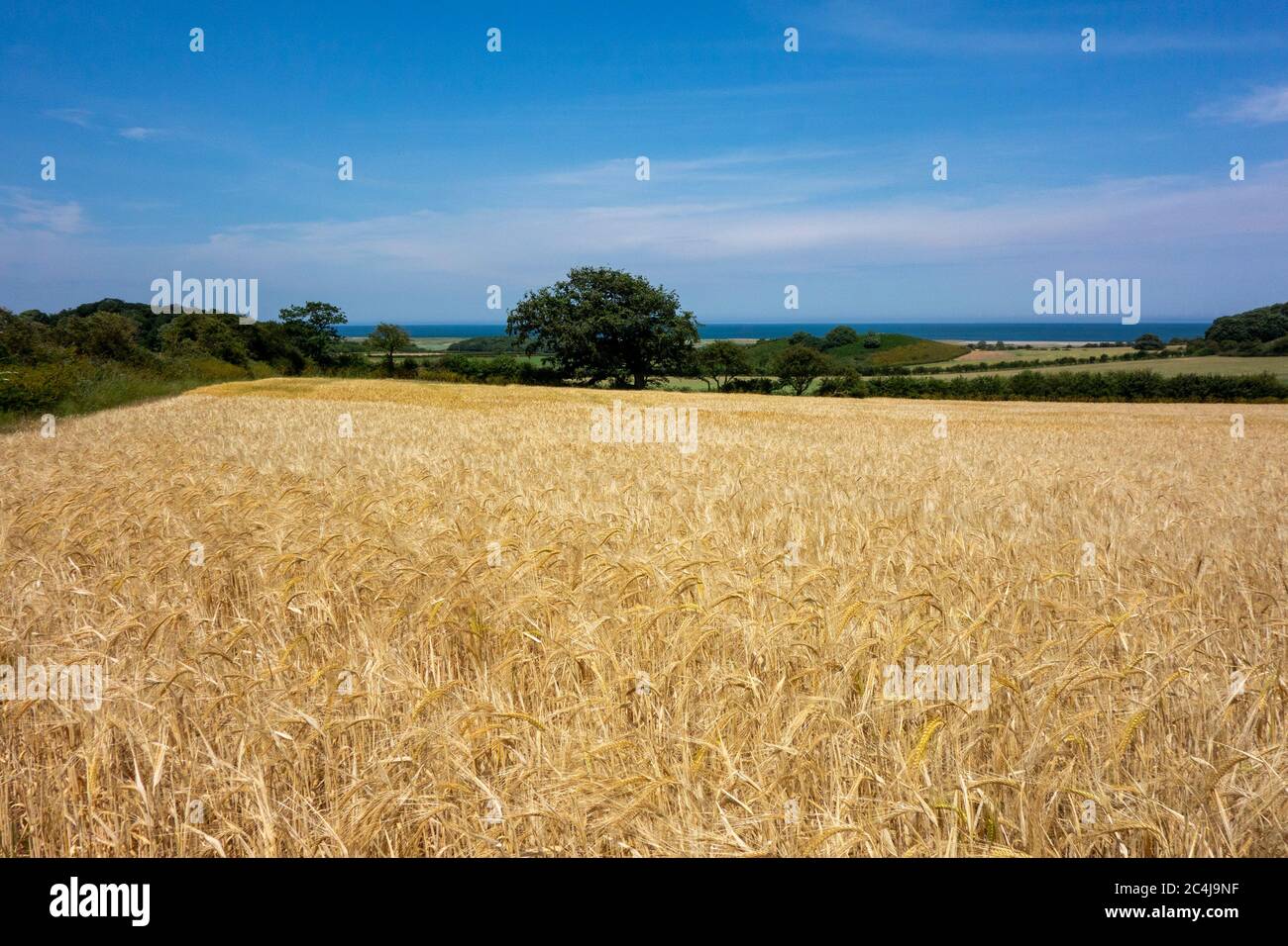 Ripe golden Barley Stock Photo - Alamy
