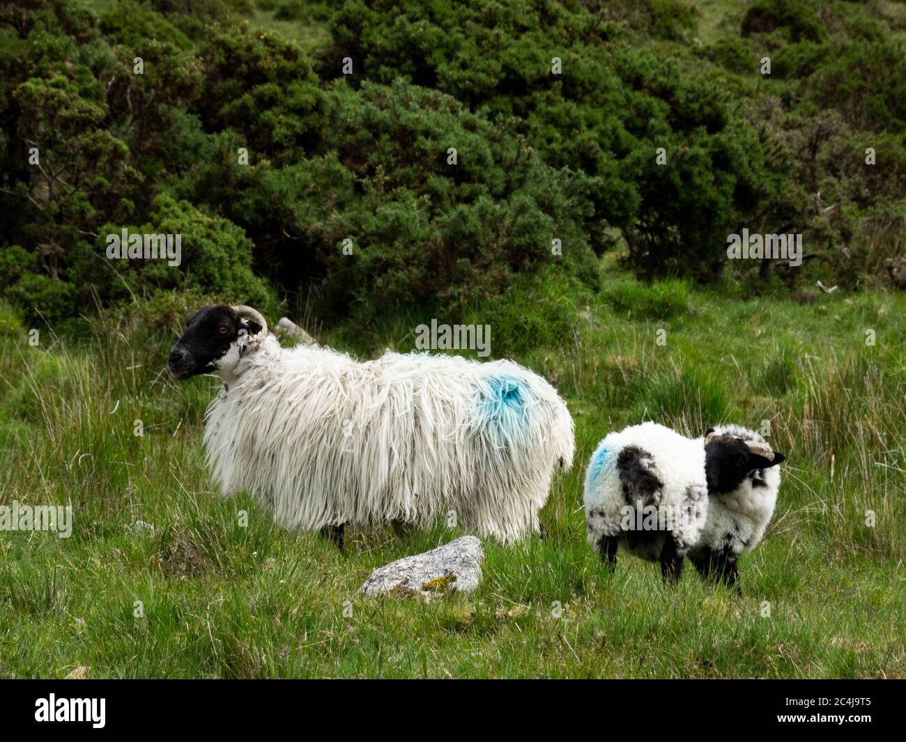 Perth type blackface hi-res stock photography and images - Alamy
