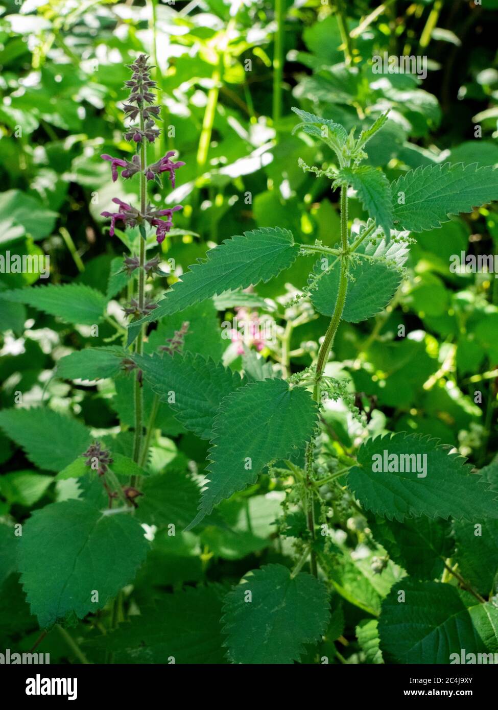 Hedge Woundwort growing amongst Stinging Nettles, UK Stock Photo - Alamy