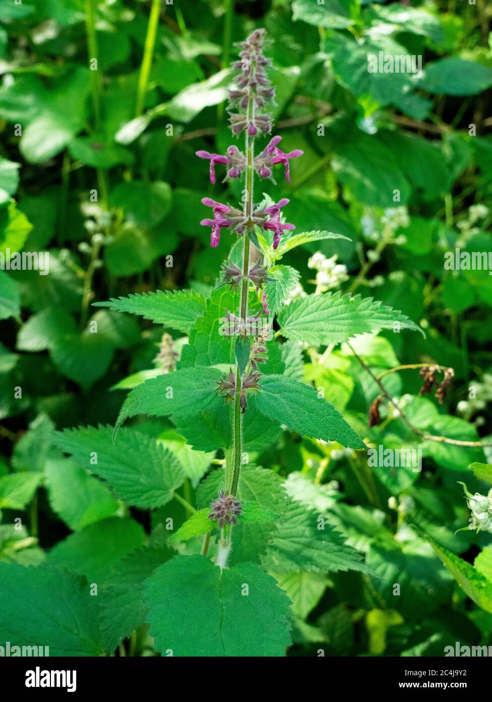 Hedge woundwort plant hi-res stock photography and images - Alamy