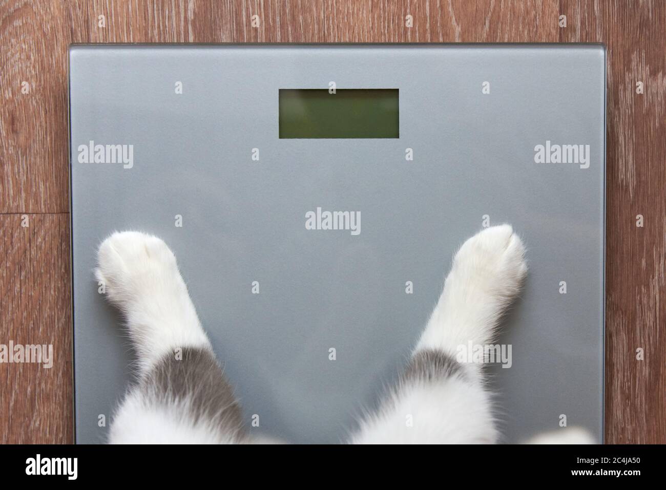 Photo of paws of a cat stand on measuring scales, close-up Stock Photo ...