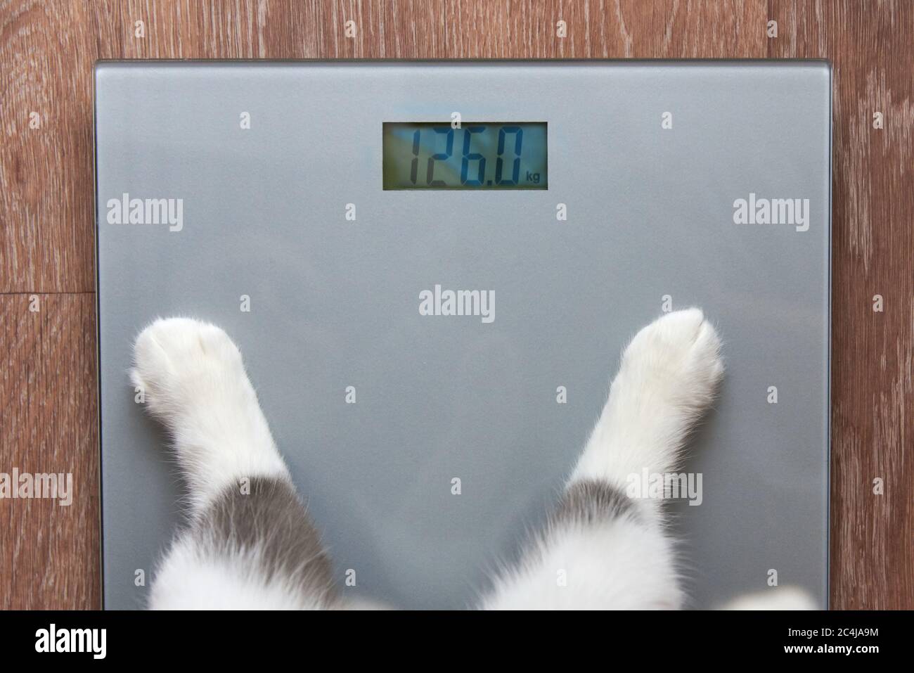 Photo of paws of a cat stand on measuring scales, which show 126 ...