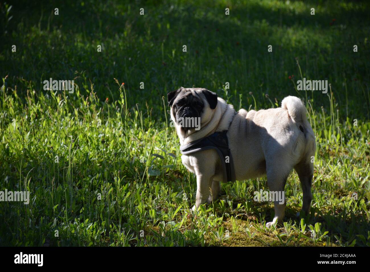 Pug dog standing in grass looking back Stock Photo - Alamy