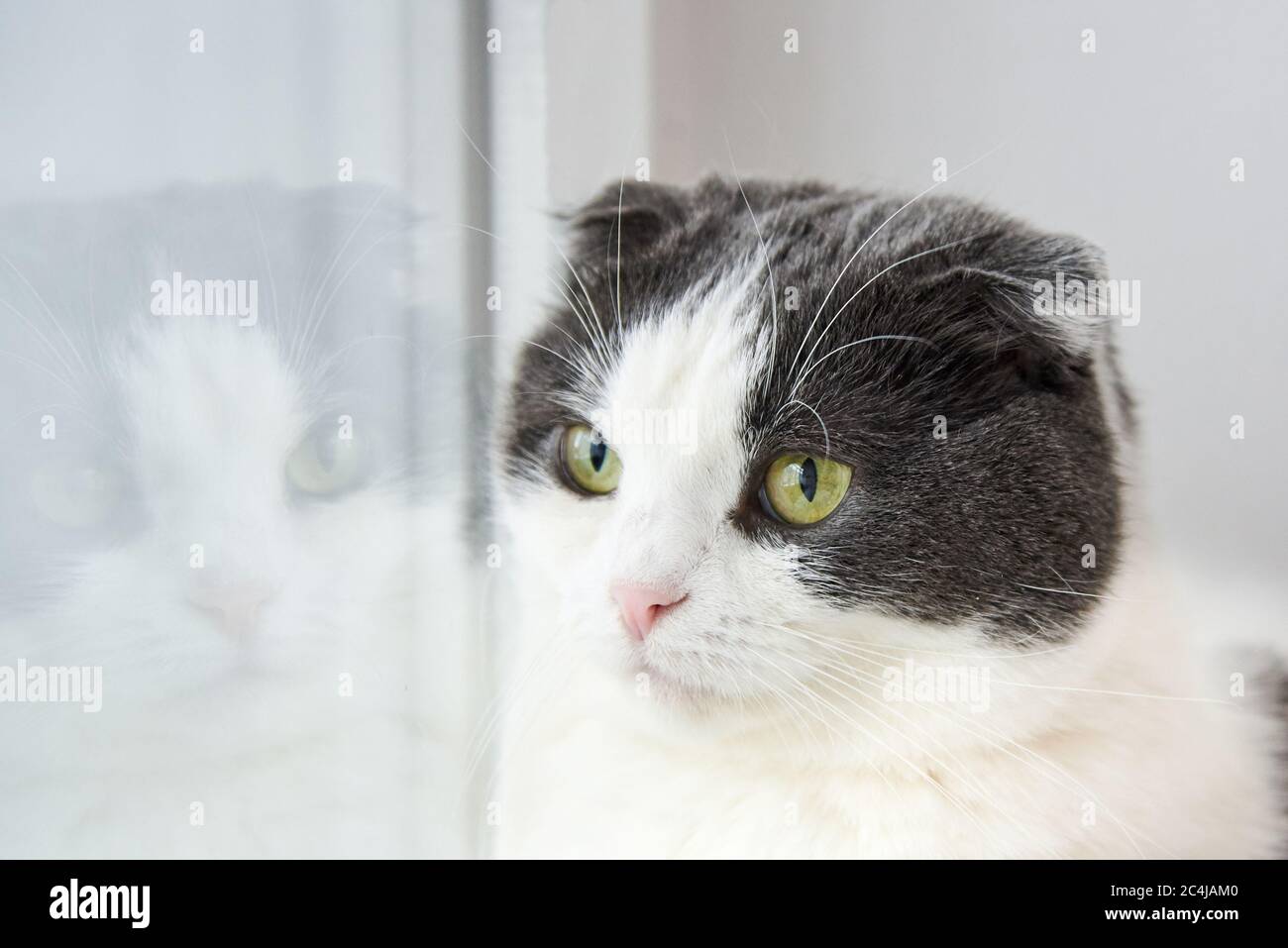 Portrait of a beautiful pensive cat that looks out the window Stock ...