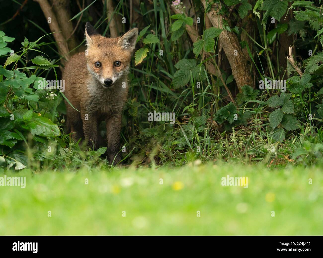 A cute wild Red Fox (Vulpes vulpes) cub emerges from the undergrowth, Warwickshire Stock Photo ...