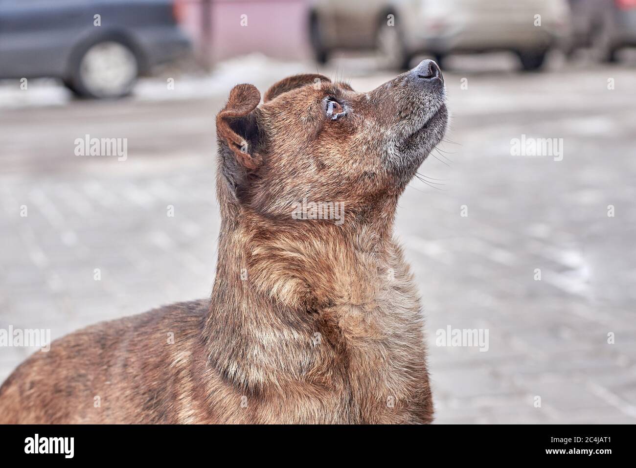 Unhappy cute stray dog with sad eyes on a city street Stock Photo - Alamy