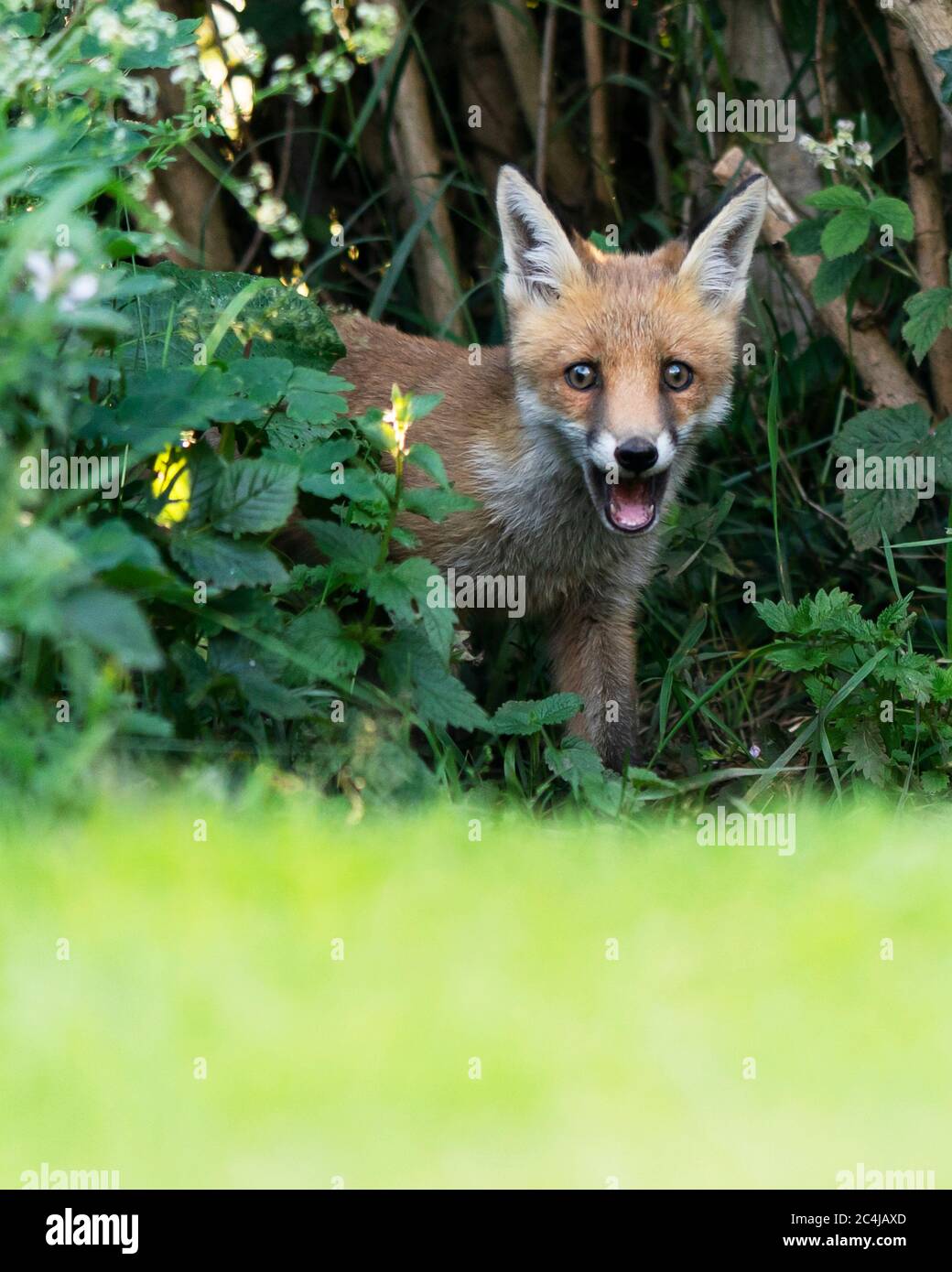 A cute wild Red Fox (Vulpes vulpes) cub emerges from the undergrowth, Warwickshire Stock Photo ...