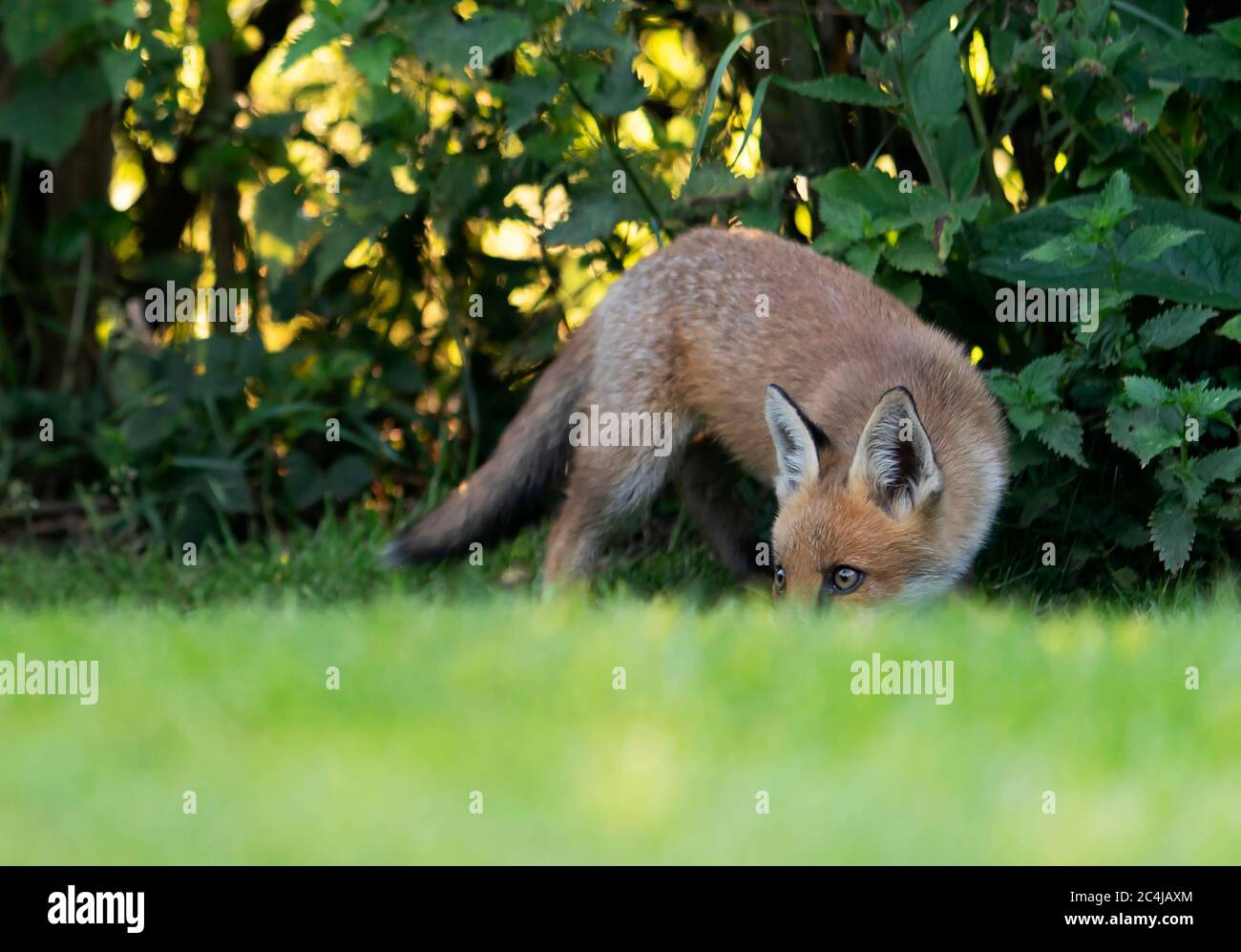 A cute wild Red Fox (Vulpes vulpes) cub emerges from the undergrowth, Warwickshire Stock Photo ...