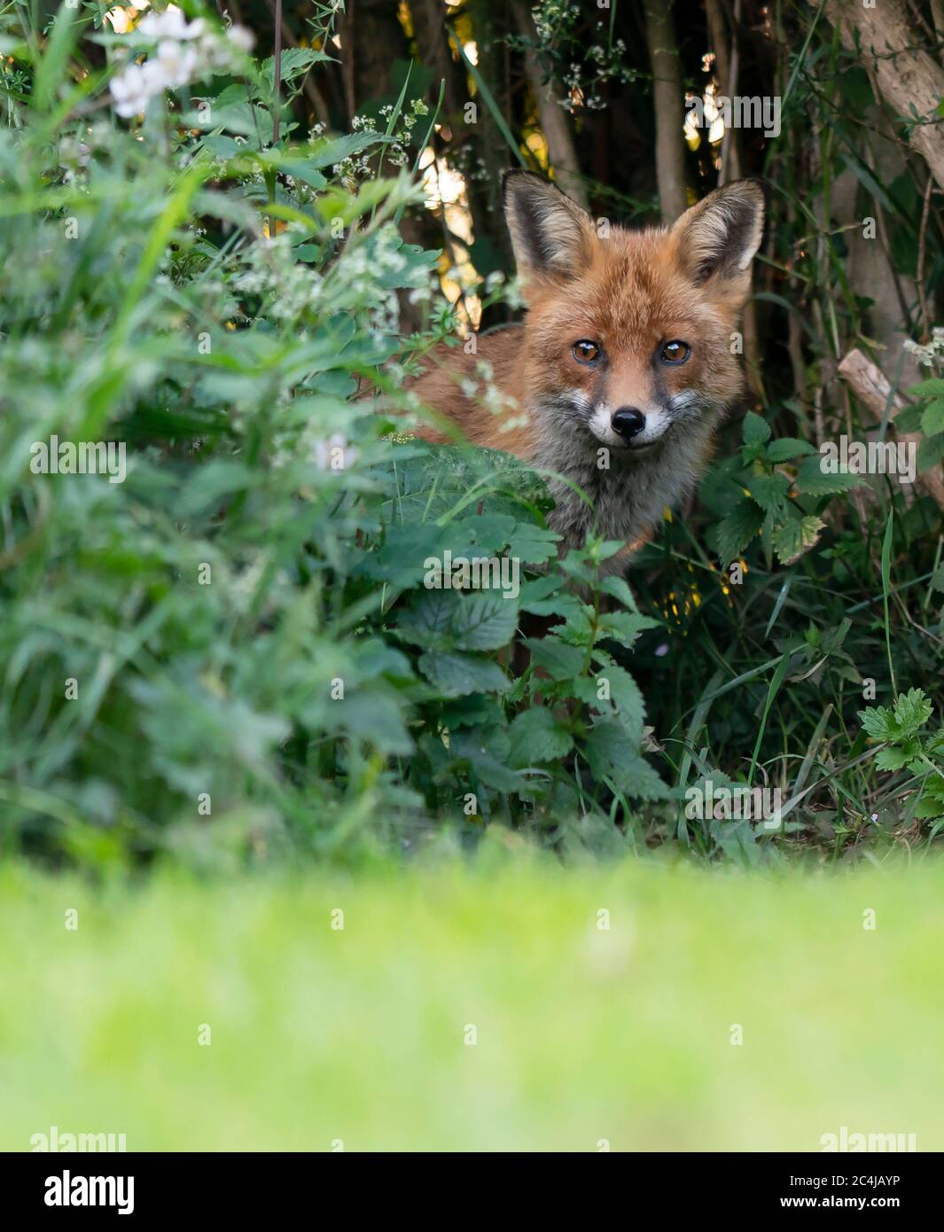 A wild female Red Fox (Vulpes vulpes) emerging from the undergrowth, Warwickshire Stock Photo ...
