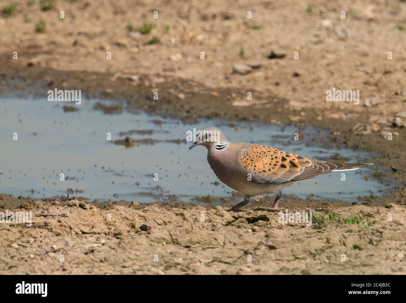 A wild Turtle Dove (Streptopelia turtur) feeding on the ground ...